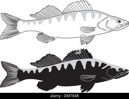 Vector illustration silhouette of zander Stock Vector Image & Art - Alamy