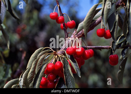 Cherries ripening on trees in cherry farm Stock Photo - Alamy