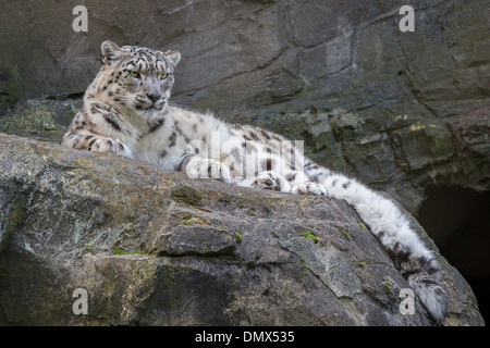 Adult snow leopard close up portrait Stock Photo - Alamy