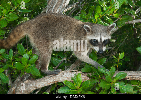 Pygmy Raccoon (Procyon pygmaeus) climbing tree, Cozumel Island, Mexico ...