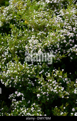 White confetti bush (Coleonema album) is a compact shrub native to ...