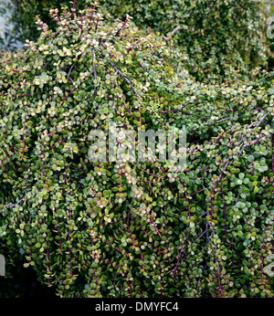 portulacaria afra elephant bush elephants foot dwarf jade bush drought ...