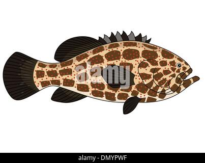 Grouper Fish- An Illustration of a Grouper Fish Stock Vector Image & Art - Alamy