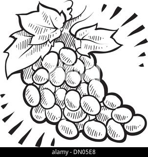 Grapes fruit sketch. Vector isolated organic natural farm fruits ...