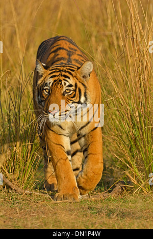 Approaching tiger in the grasslands of Ranthambhore Stock Photo - Alamy