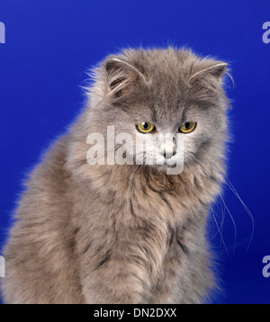 Young fluffy kitten Stock Photo - Alamy