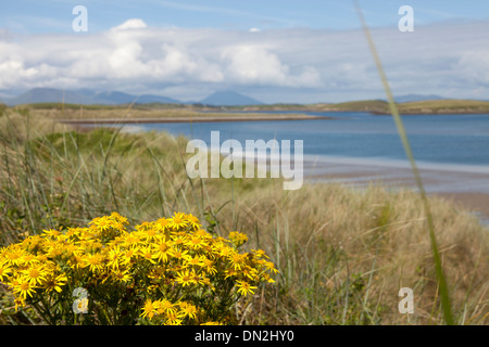 Bertra Beach, Westport, Co. Mayo, Ireland Stock Photo - Alamy