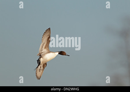 Male Northern Pintail duck in flight Stock Photo - Alamy
