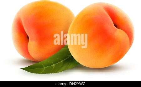 Orange peach, illustration, vector, on a white background Stock Vector ...