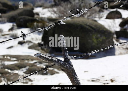 fence of thorns full of ice on wires Stock Photo - Alamy