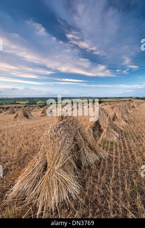 Corn stooks in a Devon field at sunset, Newbuildings, Devon, England ...