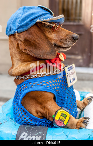 Street performing dog in Havana, Cuba Stock Photo - Alamy