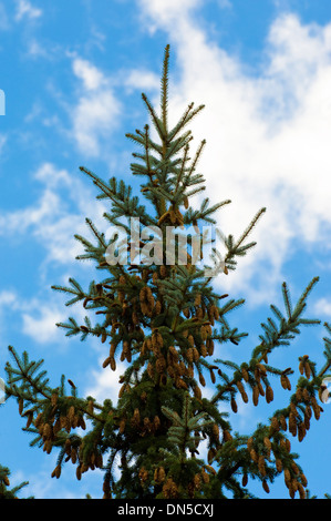 The vertical view of conifer cones hanging from the tree branches with ...