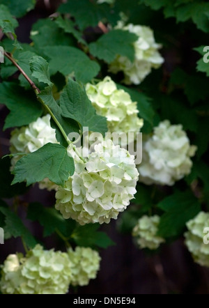HYDRANGEA HORTENSIA, MOP HEAD, POM-POM Stock Photo - Alamy