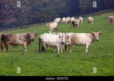 wild white cattle at Chillingham Castle in Northumberland Stock Photo ...