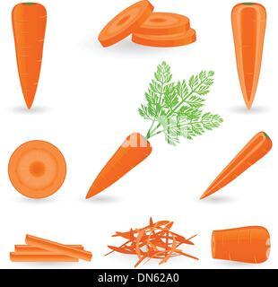 Illustration of Cross Section of a Carrot Stock Photo - Alamy