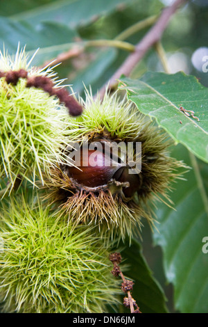 Prickly fruit of the Sweet chestnut tree Stock Photo - Alamy