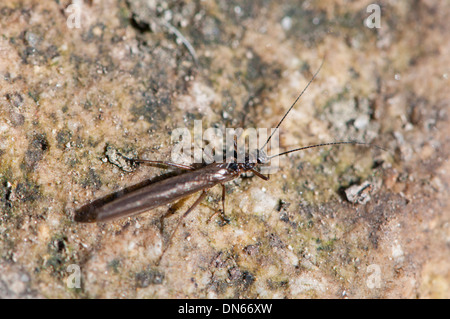 strange brown bug perched on a stone Stock Photo - Alamy