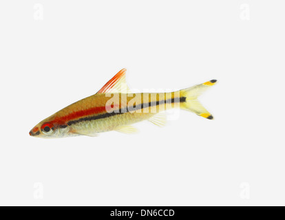 Red Line Torpedo Fish Stock Photo - Alamy