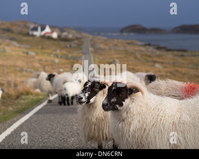 Sheep, Stockinish, Isle of Harris Stock Photo - Alamy