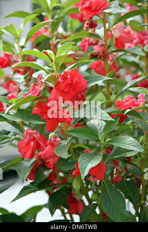 Focus Picture Red Garden Balsam or Rose Balsam in the garden Stock ...