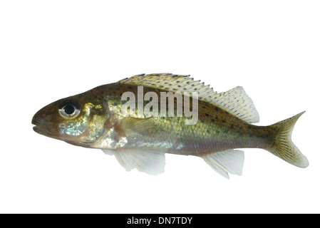 Ruff fish isolated on white background Stock Photo - Alamy