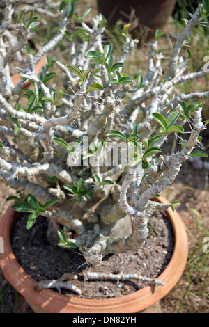 Branches of trees with sharp thorns Stock Photo - Alamy