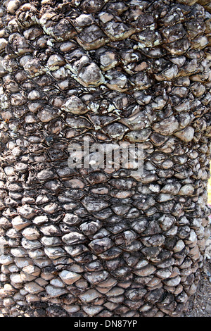 Backdrop and background texture details in abstract form on wood Stock ...