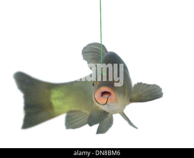 flowing tench and hook on white background Stock Photo - Alamy