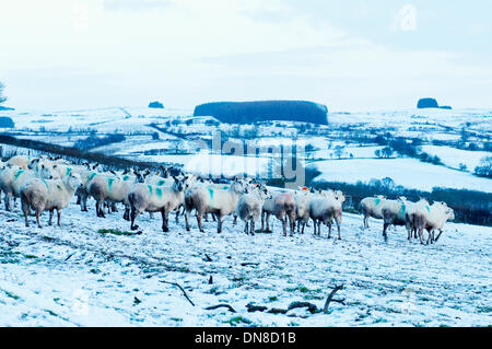 Epynt Range, Cambrian Mountains, Wales, UK. 20th December 2013. After ...
