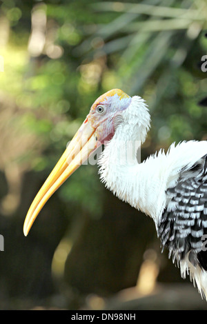 Side of the Stork's and Overlooking it long mouth Stock Photo - Alamy