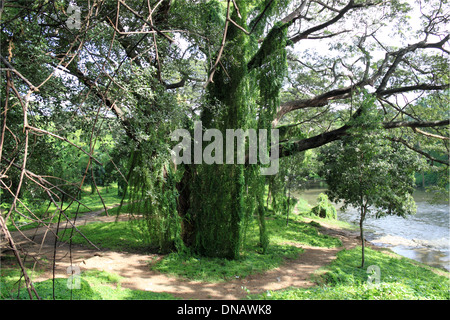Almendares River Park, Havana, Cuba Stock Photo - Alamy