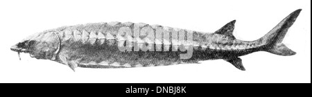 Acipenser sturio, commonly known as the European sturgeon, is depicted ...