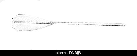 Bathyteuthis abyssicola gladius Stock Photo - Alamy