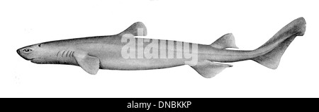 Dalatias licha, known as the velvet dogfish, is a deep-sea shark ...