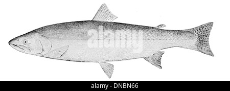 Oncorhynchus clarkii, commonly known as the cutthroat trout, is native ...