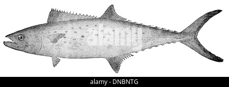Scomberomorus maculatus, or Atlantic Spanish Mackerel Stock Photo - Alamy