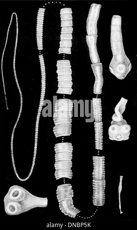 Taenia solium, pork tapeworm Stock Photo - Alamy