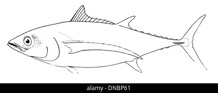 Albacore tuna fish Thunnus Alalunga underwater ocean Stock Photo - Alamy