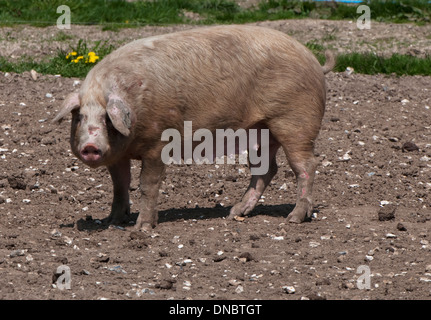 A fat pig in mud Stock Photo - Alamy