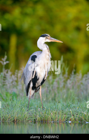 Ardea Cinerea. standing on the ground near a forest Stock Photo - Alamy