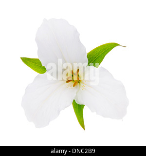 White trillium is the Provincial Flower of Ontario and also a symbol of ...