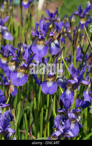 Deep blue Iris sibirica, or Siberian flag iris, ‘Caesar's Brother’ in ...