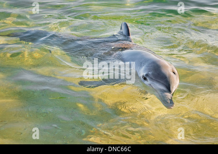 Dolphin in shallow water Stock Photo - Alamy