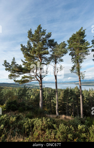 Site of Pictish Hillfort at Craig Phadrig in Inverness-shire,Scotland ...