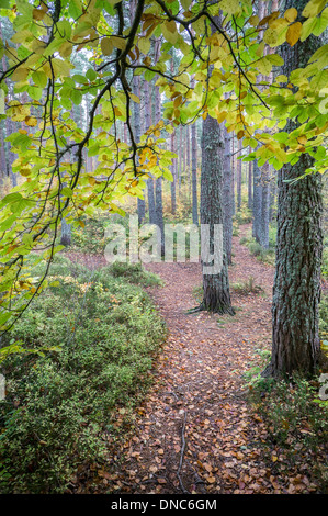 Autumn Forest at Torbreck in Scotland Stock Photo - Alamy