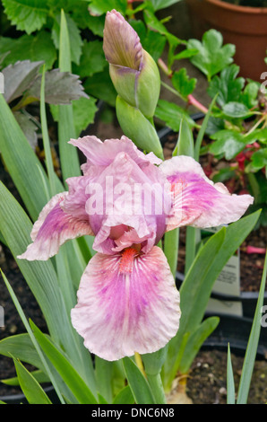 Iris 'Raspberry Blush' Stock Photo - Alamy
