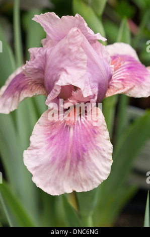 Iris 'Raspberry Blush' Stock Photo - Alamy