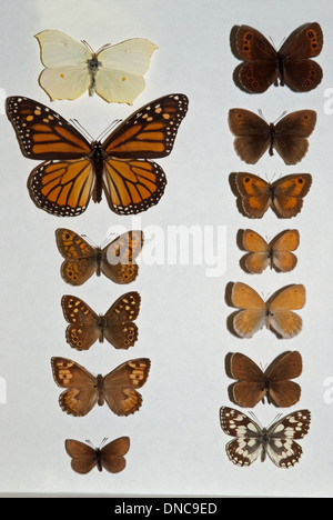 A collection of preserved and pinned British moths Stock Photo - Alamy