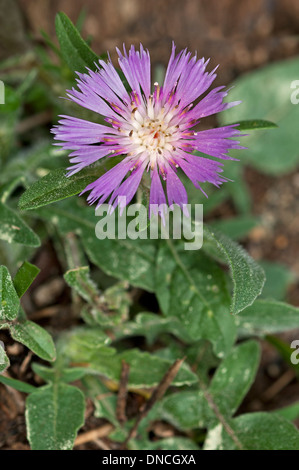 centaurea pullata asteraceae Stock Photo - Alamy